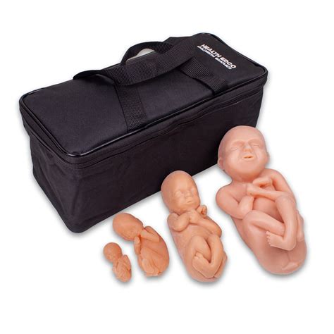 fetus model set beige 4 ph