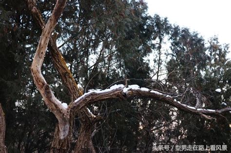 甘肅天水南郭寺雪景 每日頭條