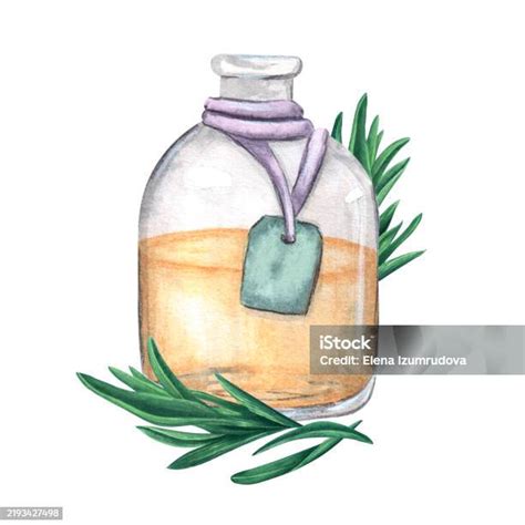 로즈마리 가지와 기름 액체가 담긴 유리병 수채화 고립 된 구성 배경에 그림 디자인 로고 장식 메뉴 인쇄용 0명에 대한 스톡 벡터 아트 및 기타 이미지 Istock