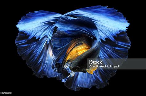 검은 배경에 고립 된 빨간 샴 싸우는 물고기의 움직이는 순간을 포착하십시오 베타 물고기 0명에 대한 스톡 사진 및 기타 이미지