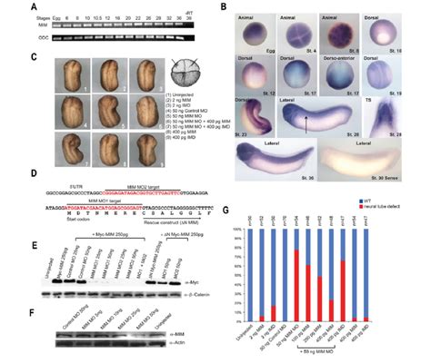 Temporal And Spatial Expression Pattern Of Mim And Regulation Of