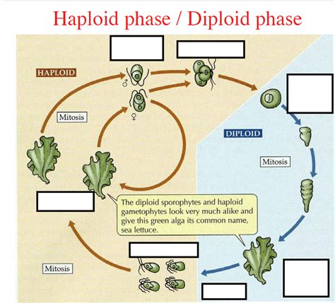 Meiosis Stages Haploid Diploid
