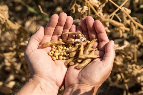 Premium Photo Ripe Soybean Seeds And Pods In Human Hands On A Soybean Field Agriculture