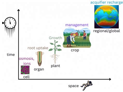 Multi Scale Modeling Within Phenorob Daa