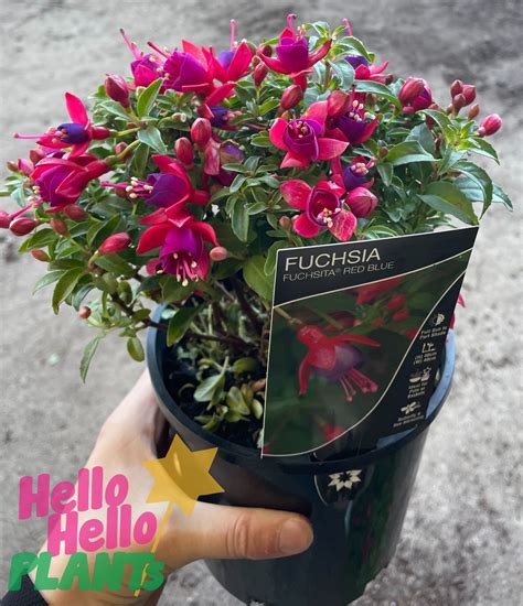 Fuchsia Fuchsita® Rose Blue 6 Pot Hello Hello Plants