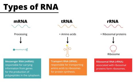 Research And Clinical Progress In Rna Therapy