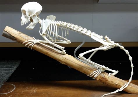 Monkey Diagram Diagram Quizlet