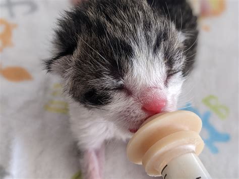 Kitten Age Chart Kitten Alliance