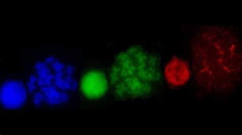 Cell Science News Page 741 Technology Networks