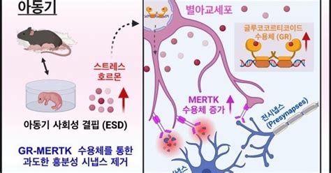 아동 학대로 성장 과정서 정신질환 Kaist 발병 원인 규명