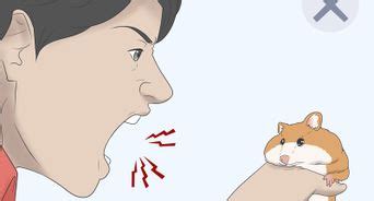 3 Ways To Pick Up A Hamster For The First Time WikiHow