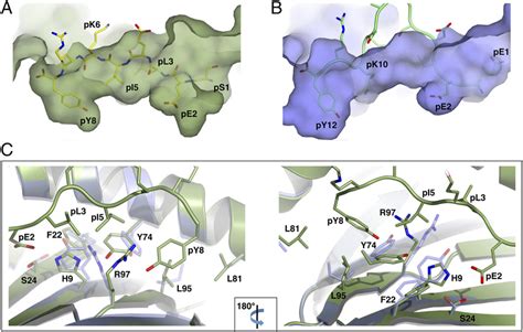 Polymorphic Differences Between Hla B 18 01 And Hla B 44 03 Alter The
