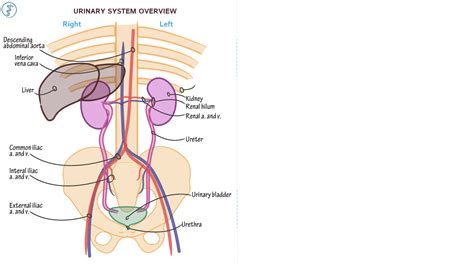 Gross Anatomy Urinary System Introduction Ditki Medical