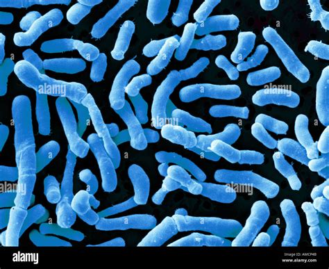 Lactobacillus In Yogurt Light Microscope Lactobacillus In Yogurt Light Microscope