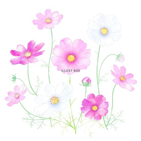 無料イラスト コスモス（ミックス）