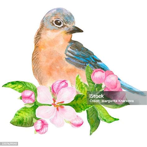 동부 파랑새와 분홍색 꽃 가지가 있는 수채화 작품으로 꽃 새싹 및 잎이 흰색으로 고립되어 있습니다 벚꽃 벚꽃 아몬드 매화 배꽃의 봄꽃 0명에 대한 스톡 벡터 아트 및 기타