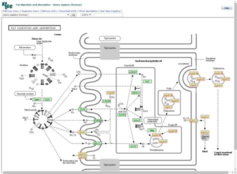 Map The Enrichment Results To Kegg Or Reactome Targetmine