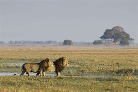 Chamilandu Bushcamp South Luangwa National Park Zambia Expert Africa