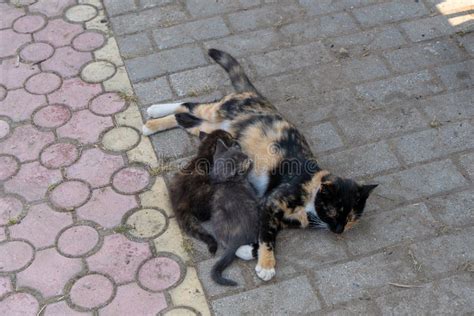 A Cat Feeds Milk To Her Little Kittens Lying On A Tile On The Sidewalk Stock Image Image Of
