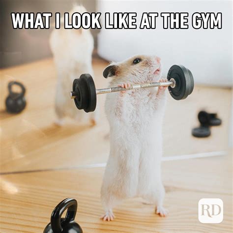 45 Funny Animal Memes Readers Digest