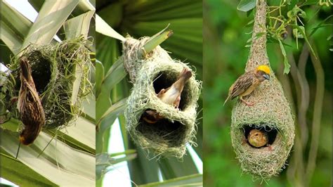 Weaver Bird Nest