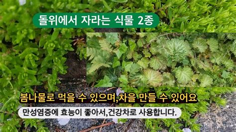 바위 위에서 자라는 식물 Youtube