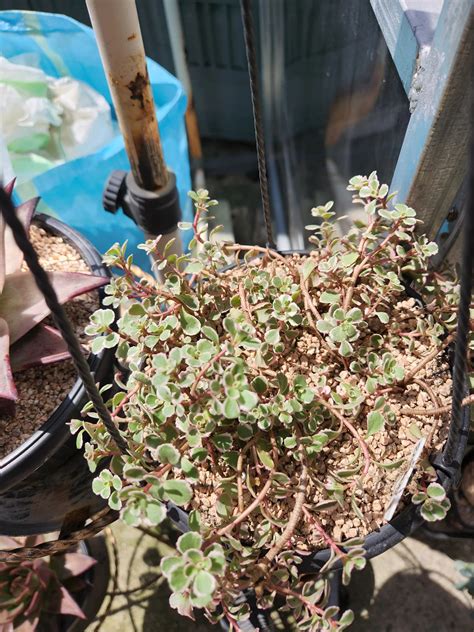 오색기린초합식 당근마켓 중고거래