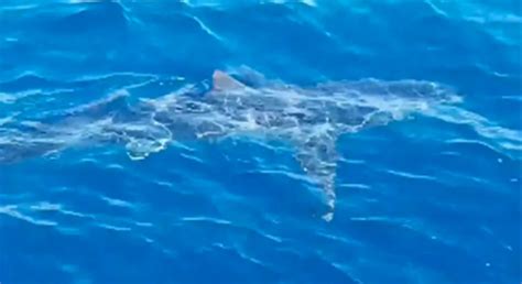 Снимљена ајкула у Црној Гори