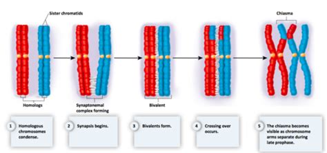 Synaptonemal Complex