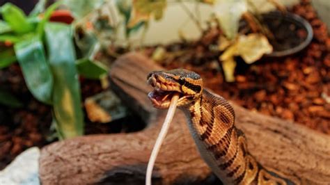 Limpressionnant Système Digestif Des Serpents Ohdio Radio Canada