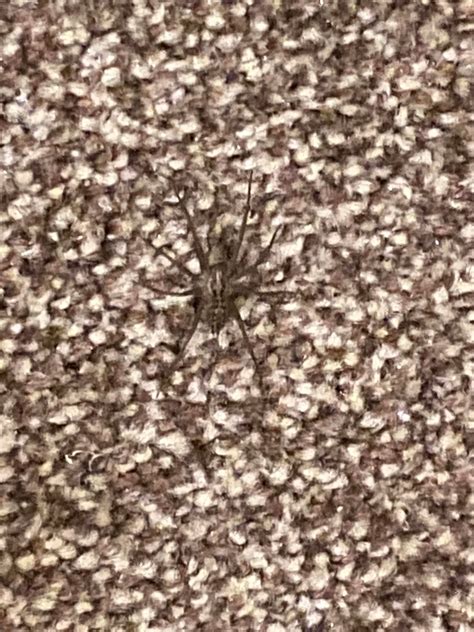 Need Help Identifying This Spider R Spiders