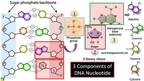 Nucleotides Diagram