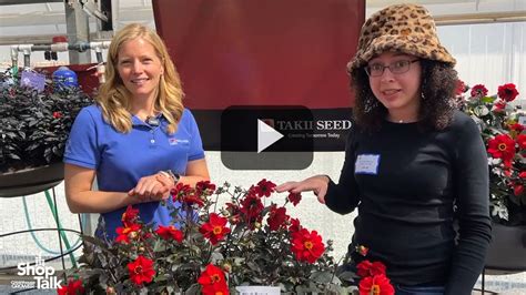 Black Forest Ruby Dahlia From Takii At California Spring Trials Video