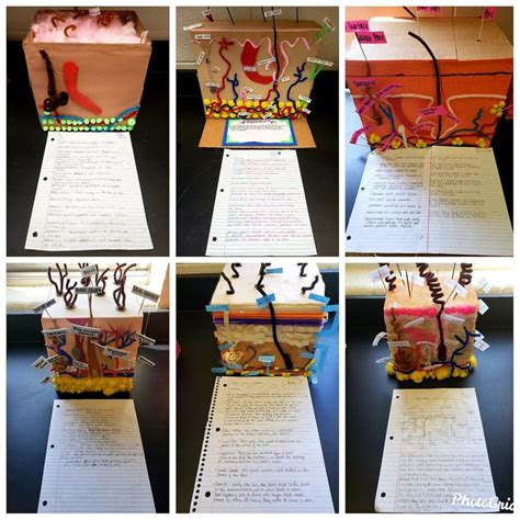 Pin By Konney Mykaelly Ferreira On Anatomia Babe Diy Skin Tissue Box Project Anatomy