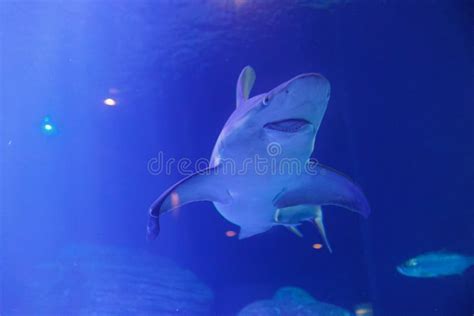 Medium Sized Shark Inside An Aquarium Fish Theme Stock Image Image