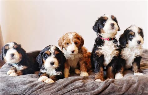 Current Bernedoodle Puppy Litters — Rocky Road Doodles