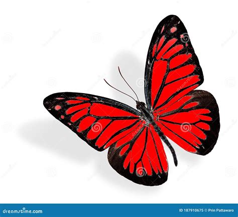 Красивое красное полет бабочки на белом фоне с мягкой тенью Стоковое Изображение изображение