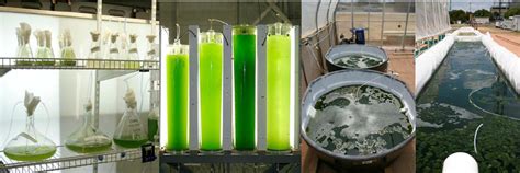 Algae Were Grown In Four Growth Stages 1 Flasks 2 Seven Indoor