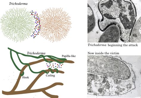 Trichoderma Killing Fungus Aneyefortexas