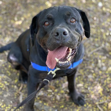Black Labrador Rottweiler Mix