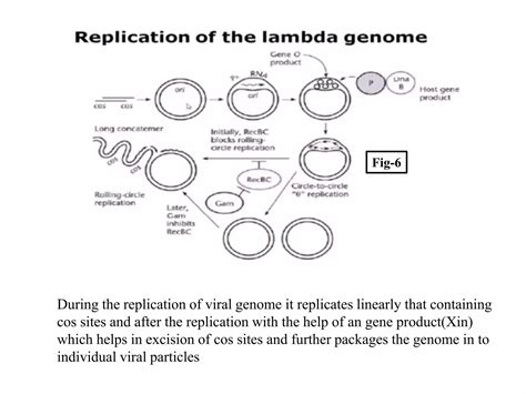 Structure Genome Organisation Gene Regulation Of Lambda Phage Pptx