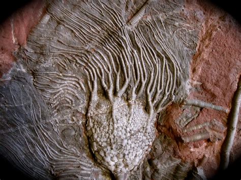 Scyphocrinites Elegans Crinoid Fossil Mortality