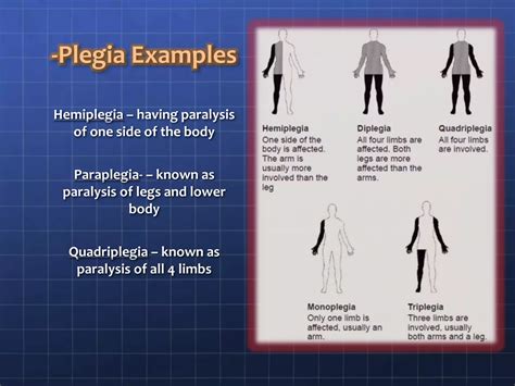 Nervous System Presentation Ppt