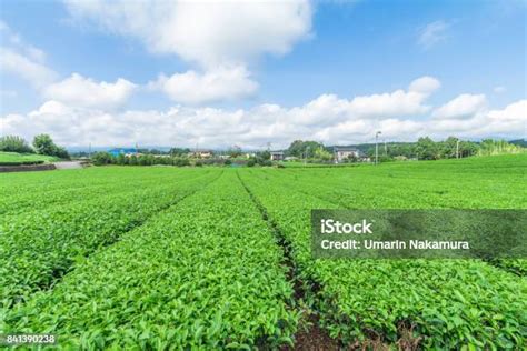 신선한 녹차 농장 봄 일본 시즈오카 현 후 지 시에서 푸른 하늘 배경으로 차 농장 의 행 0명에 대한 스톡 사진 및 기타 이미지 Istock