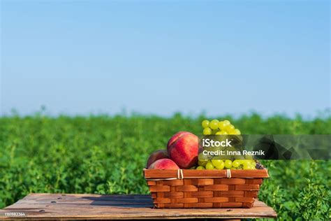 신선한 과일 포도와 맑은 여름 날에 푸른 하늘 배경에 녹색 초원 밖에 바구니에 복숭아 0명에 대한 스톡 사진 및 기타 이미지 0명 Shavuot 건강한 생활방식
