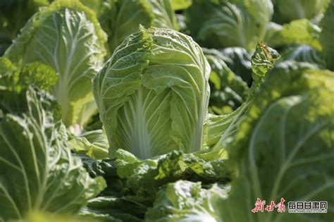 西和县冬季大白菜开始采收 图库 每日甘肃网