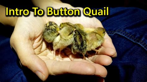 Intro To Button Quail Youtube