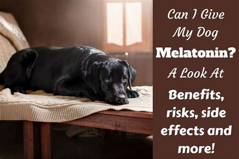 Can Old Dogs Take Melatonin
