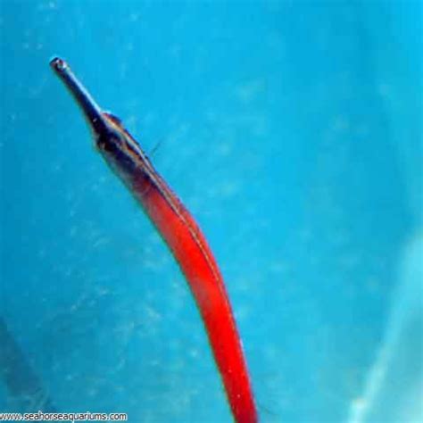 Seahorses And Pipefish