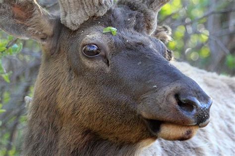 Closeup Of A Well Known Elk In Estes Park Named Brat Available At